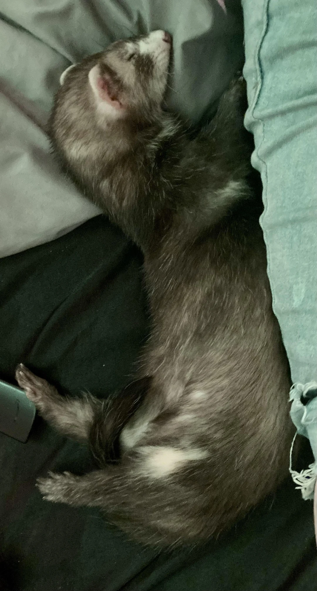 Literally how is this comfortable….. also everyone say hi to Benjamin :) | Scrolller