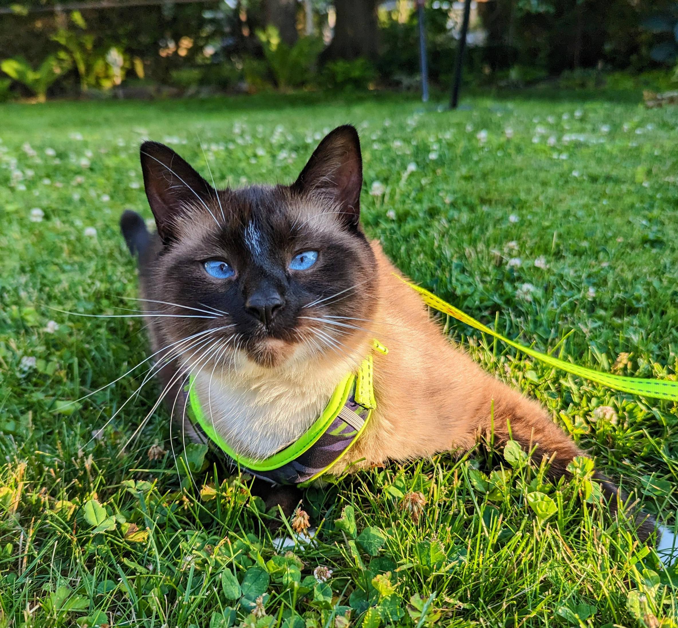 Sushi enjoying his supervised outdoor time ️ | Scrolller