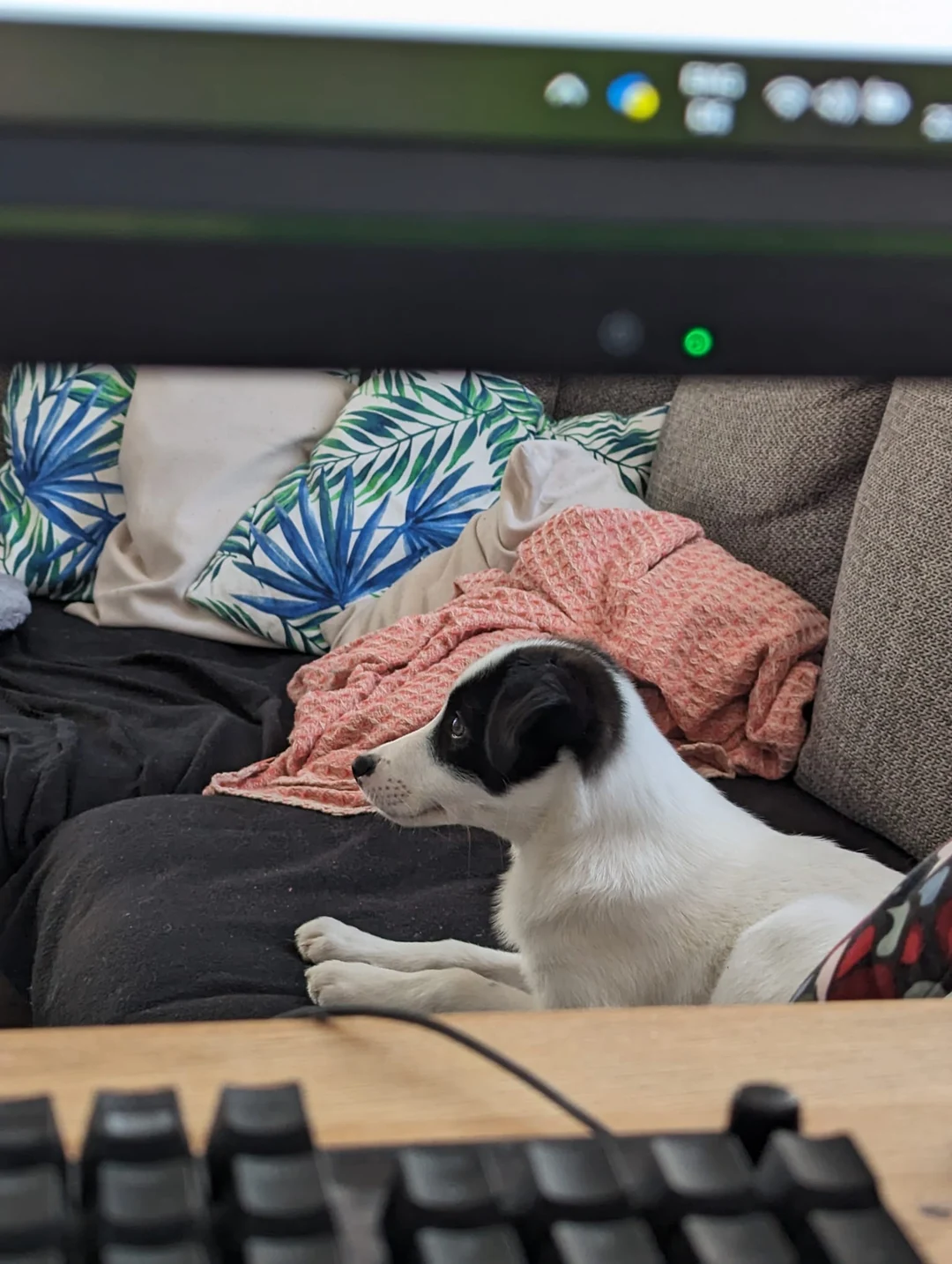 watching a bear documentation | Scrolller