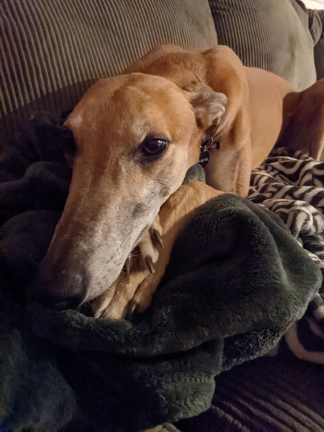 Discover more like Greyhounds: Scout the gentleman and Related Content | Scrolller