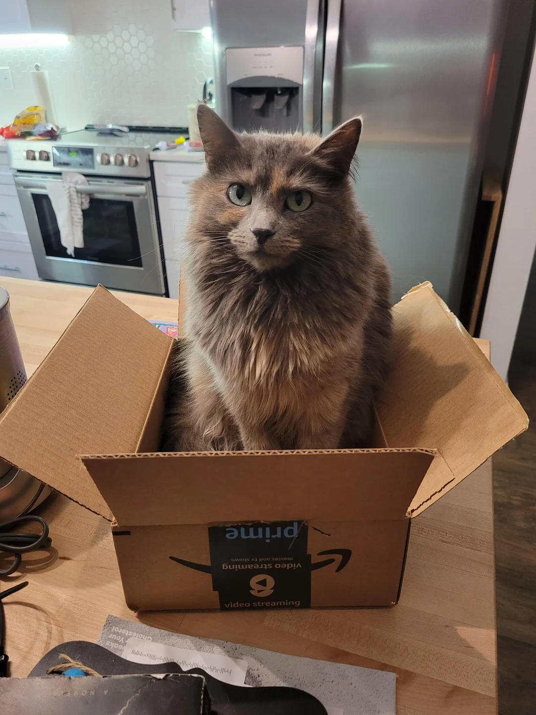 Little cat in a little trap | Scrolller