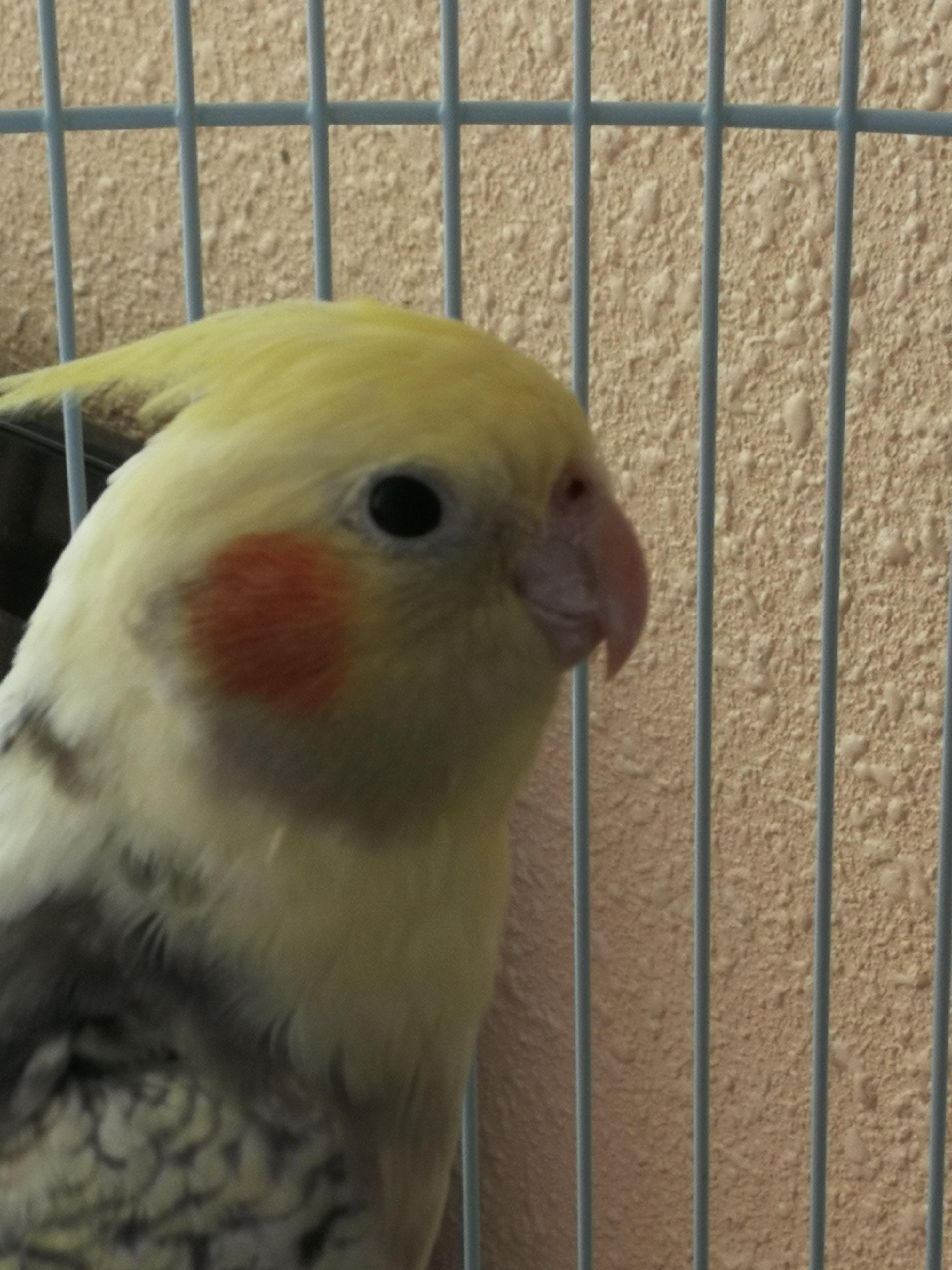 Meet Fred! :D | Scrolller