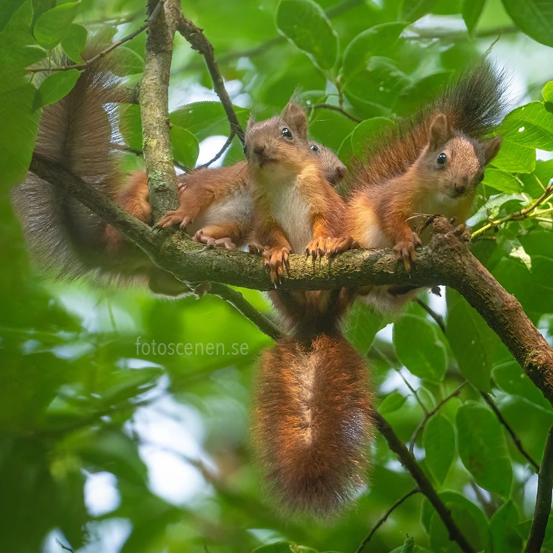 These minis are so cute and you are lucky to witness their first steps | Scrolller