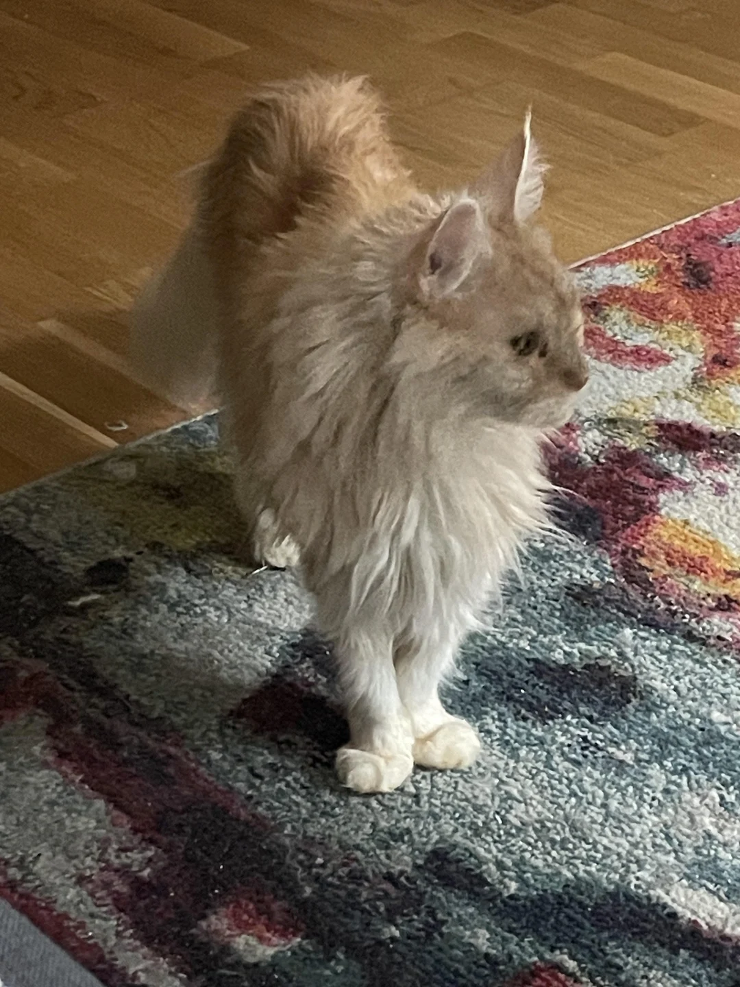 Juno and her paws. | Scrolller