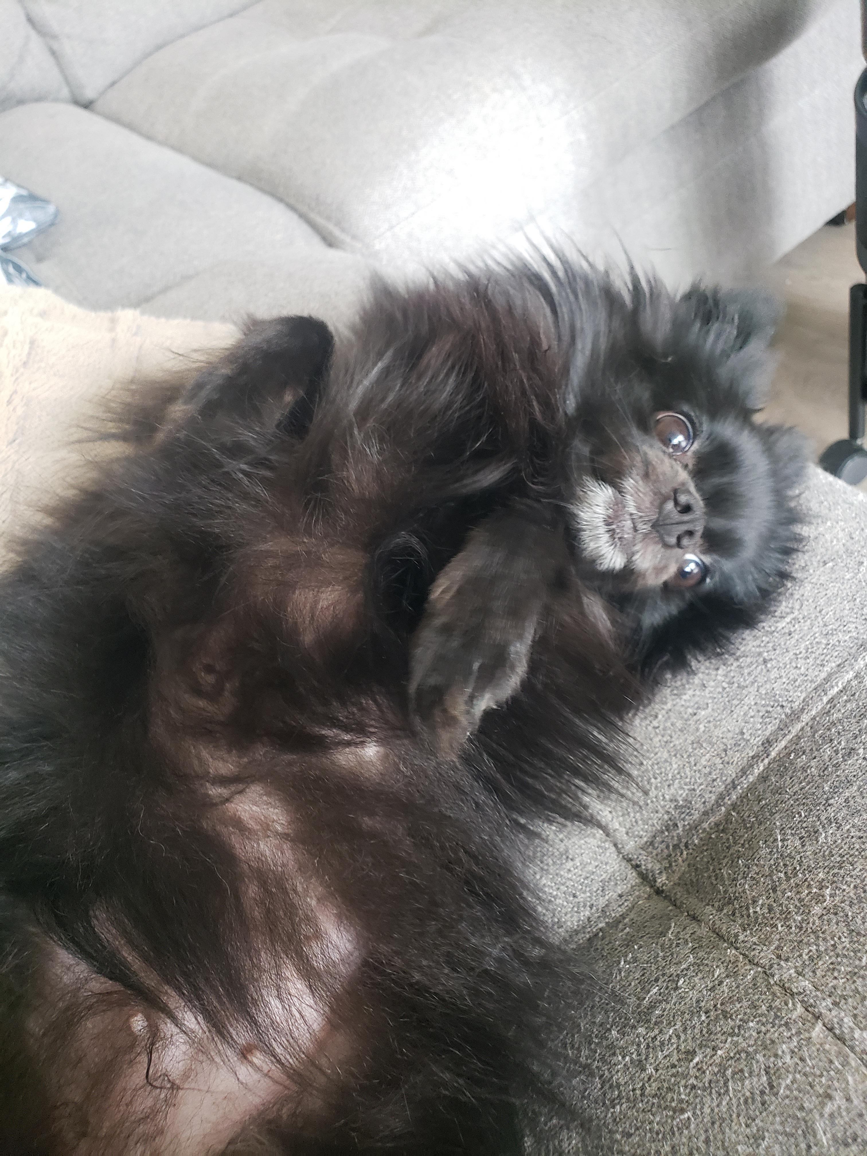 Ruby demands belly rubs! | Scrolller