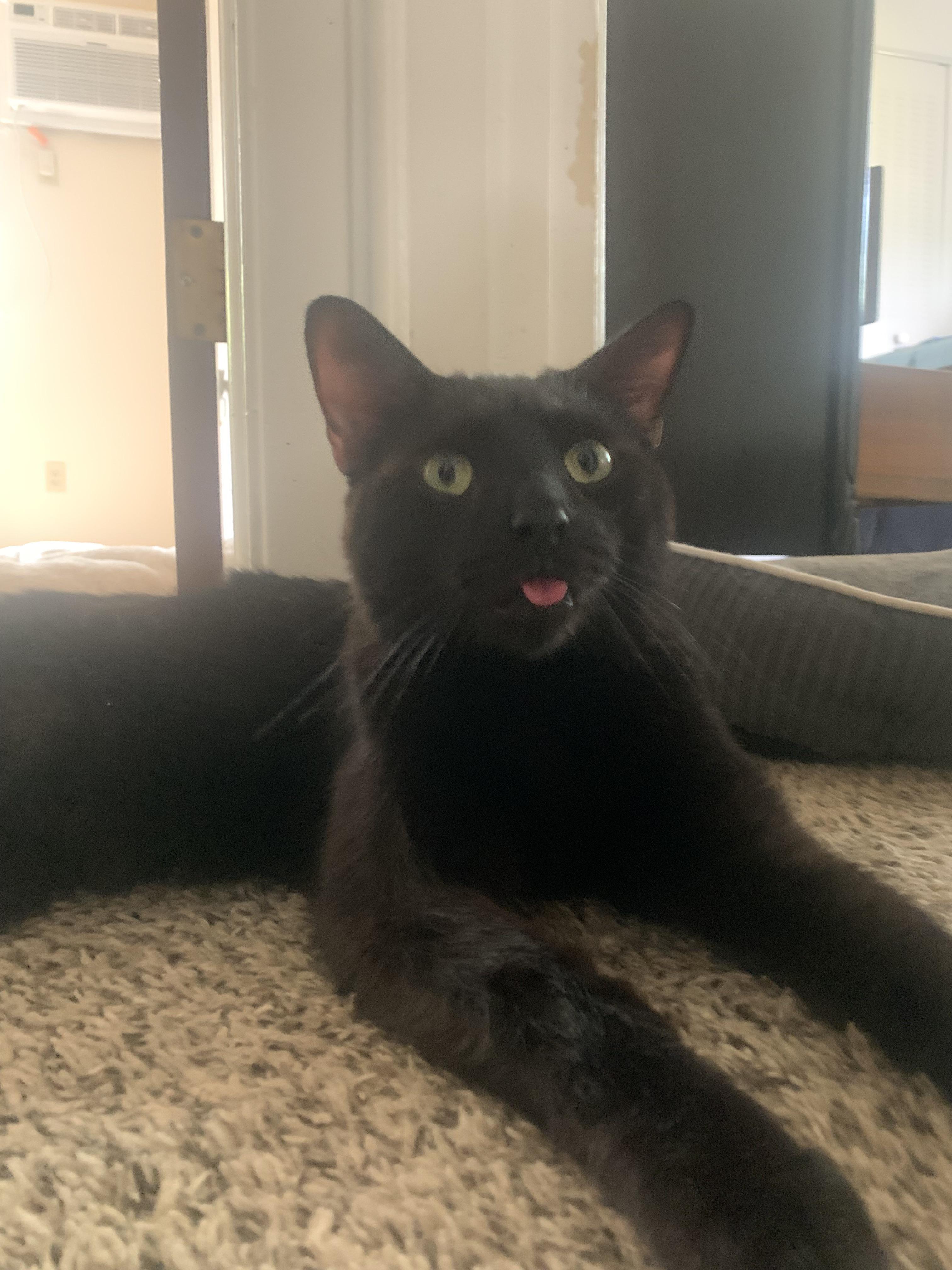 Blep from Bear | Scrolller