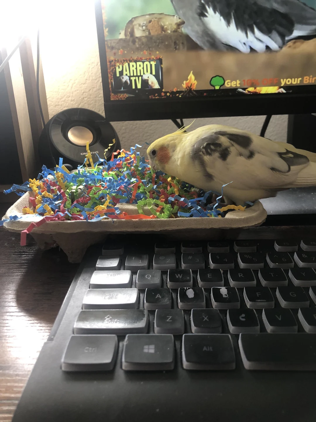 Easy foraging box! | Scrolller