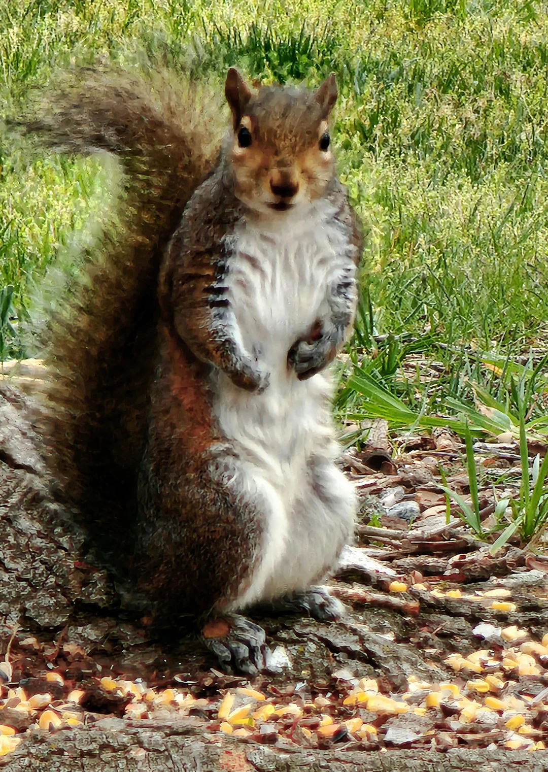 Flexing for everyone on r/squirrels except for Mystery Hater. | Scrolller