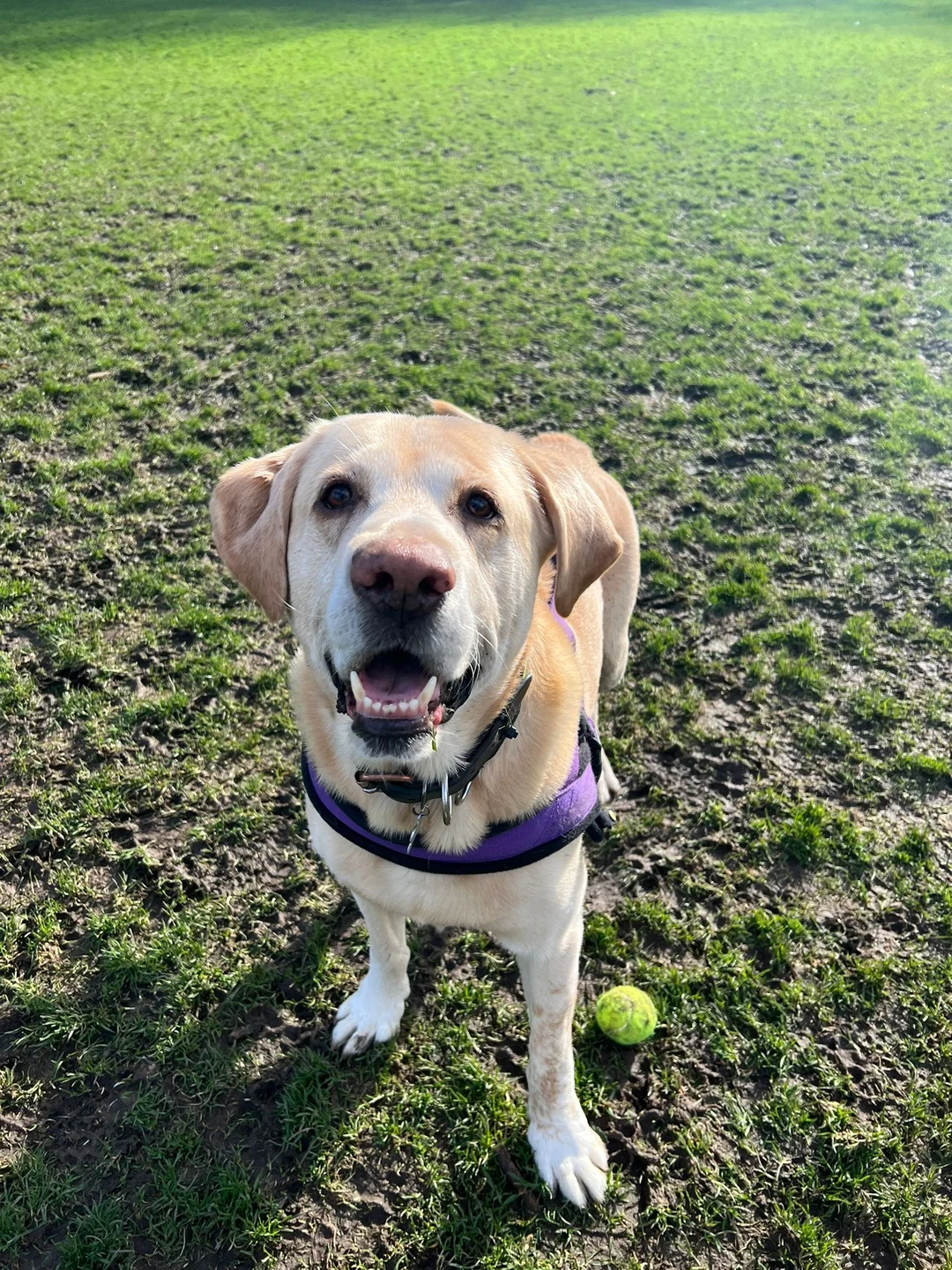 Look at my lab | Scrolller