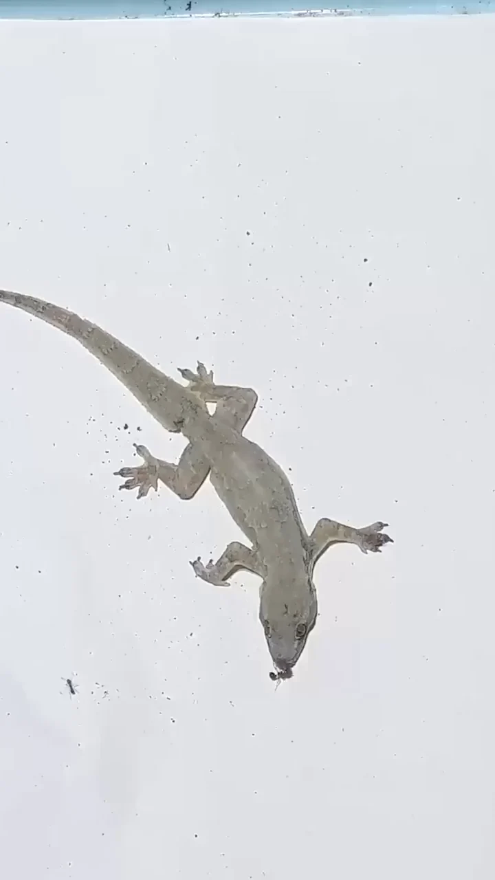 Ants eating Lizard | Scrolller