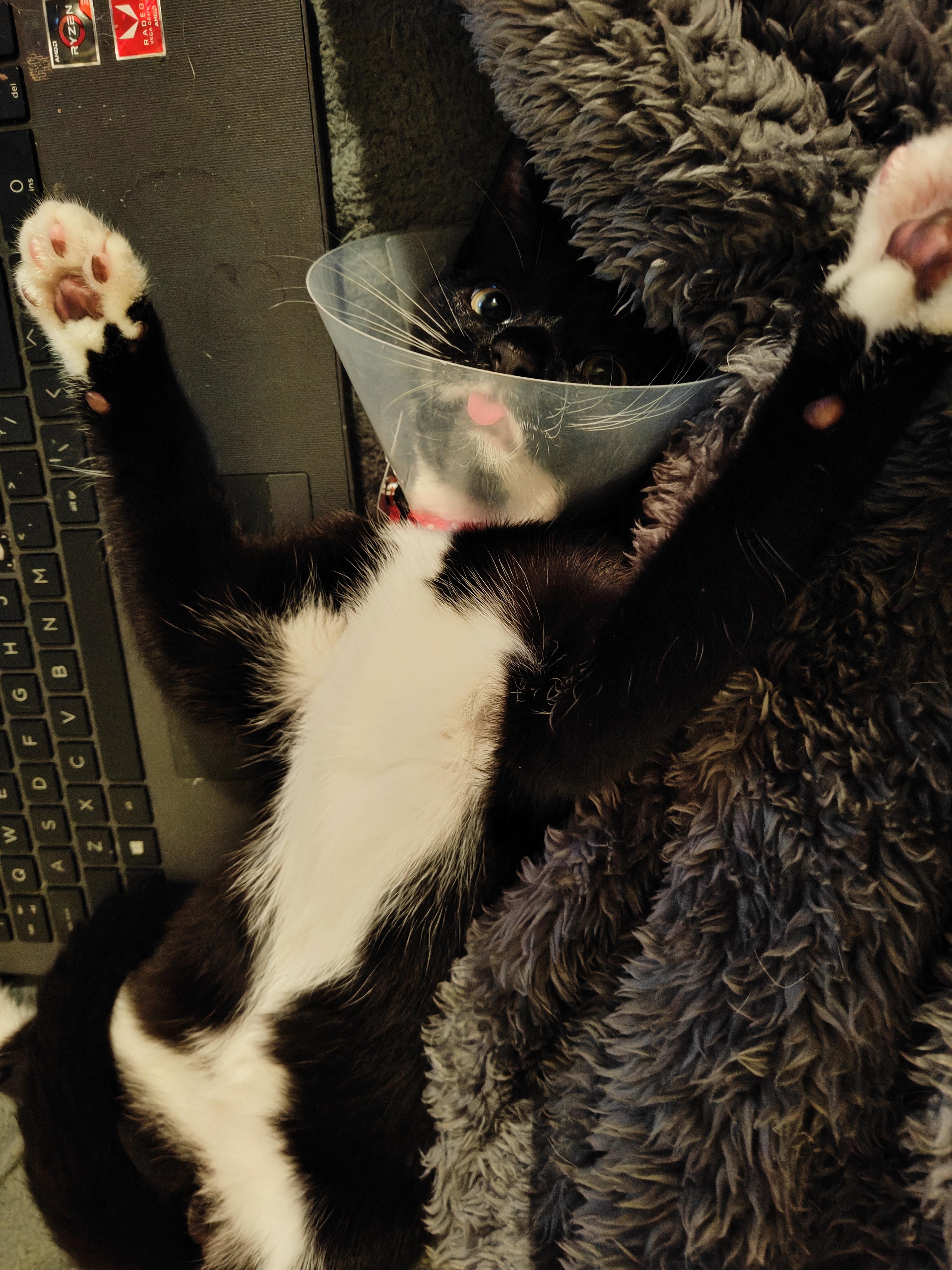 Discover more like AnimalsBeingDerps: The cone brings out his inner derp and Related Content ...