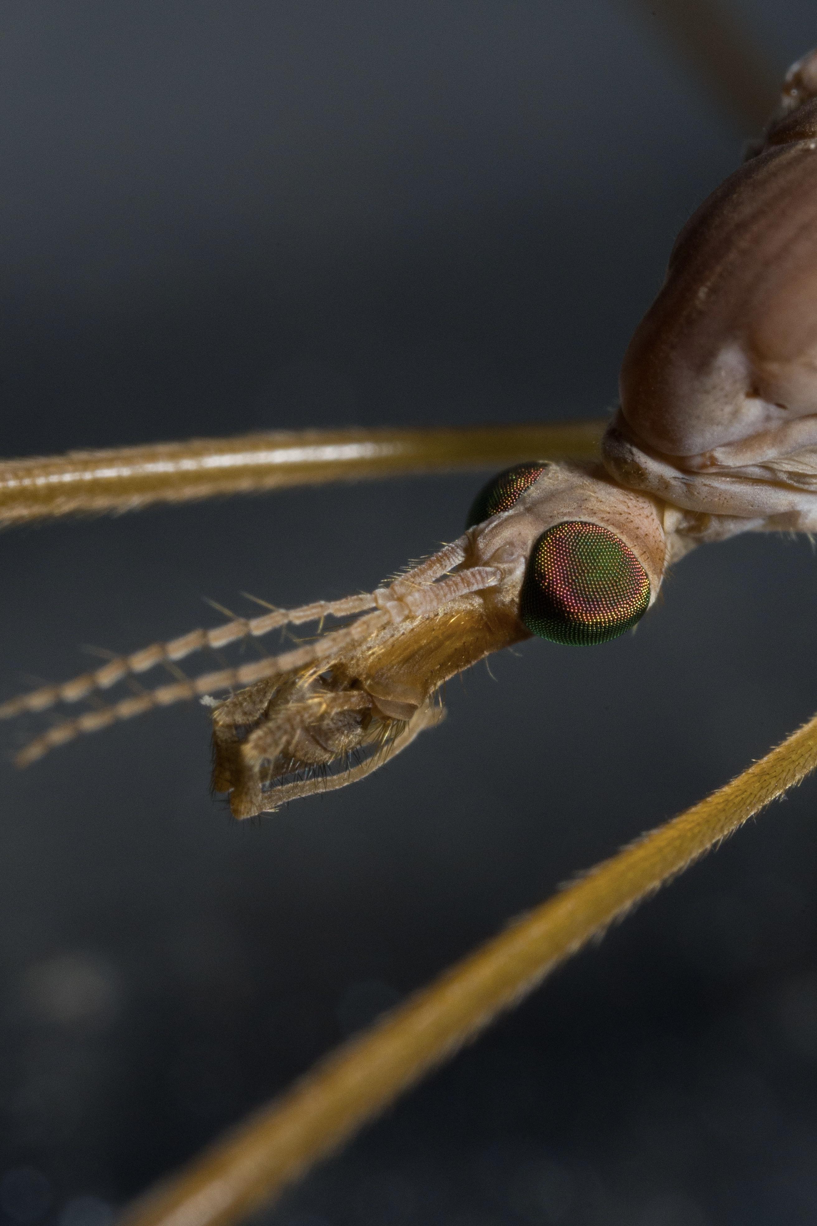 Crane Fly Close Up | Scrolller