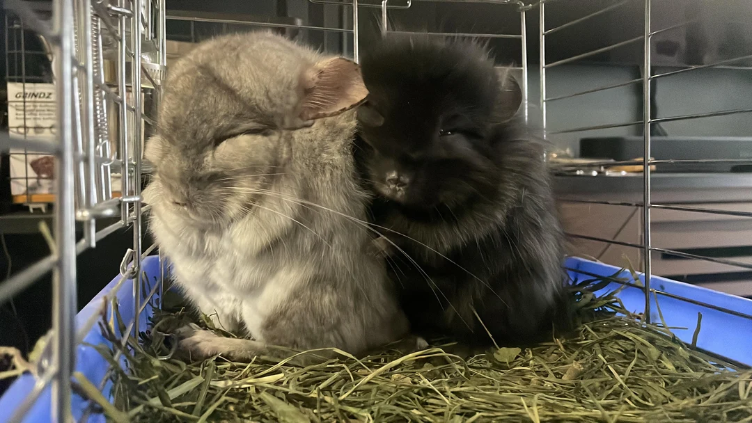 [Advice needed] on Bonding | Scrolller