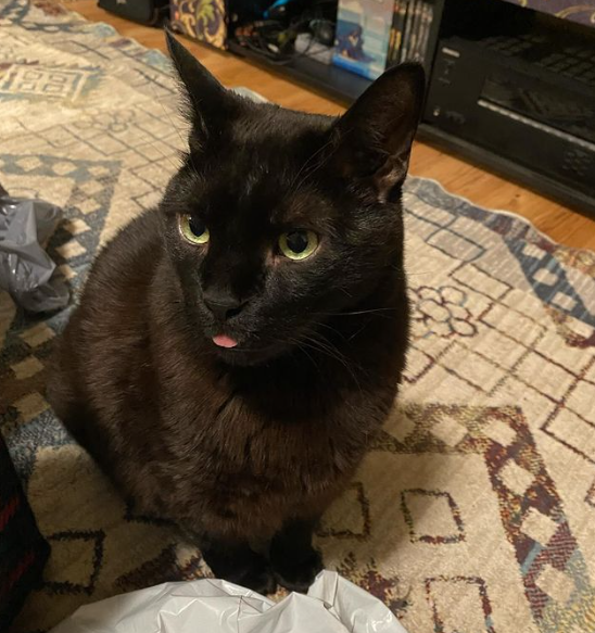 Tiny blep from my old man | Scrolller