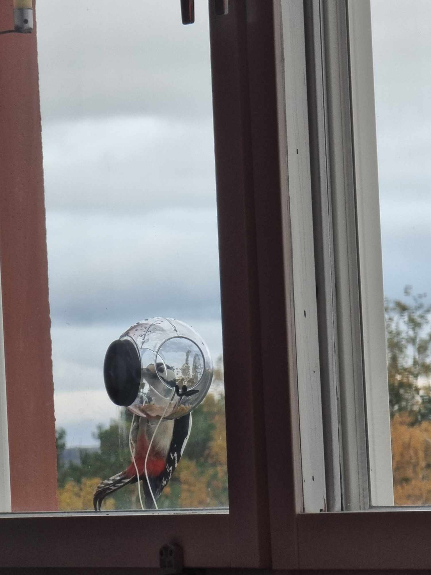 We put up a bird feeder for the small birds, got a slightly bigger guest yesterday | Scrolller