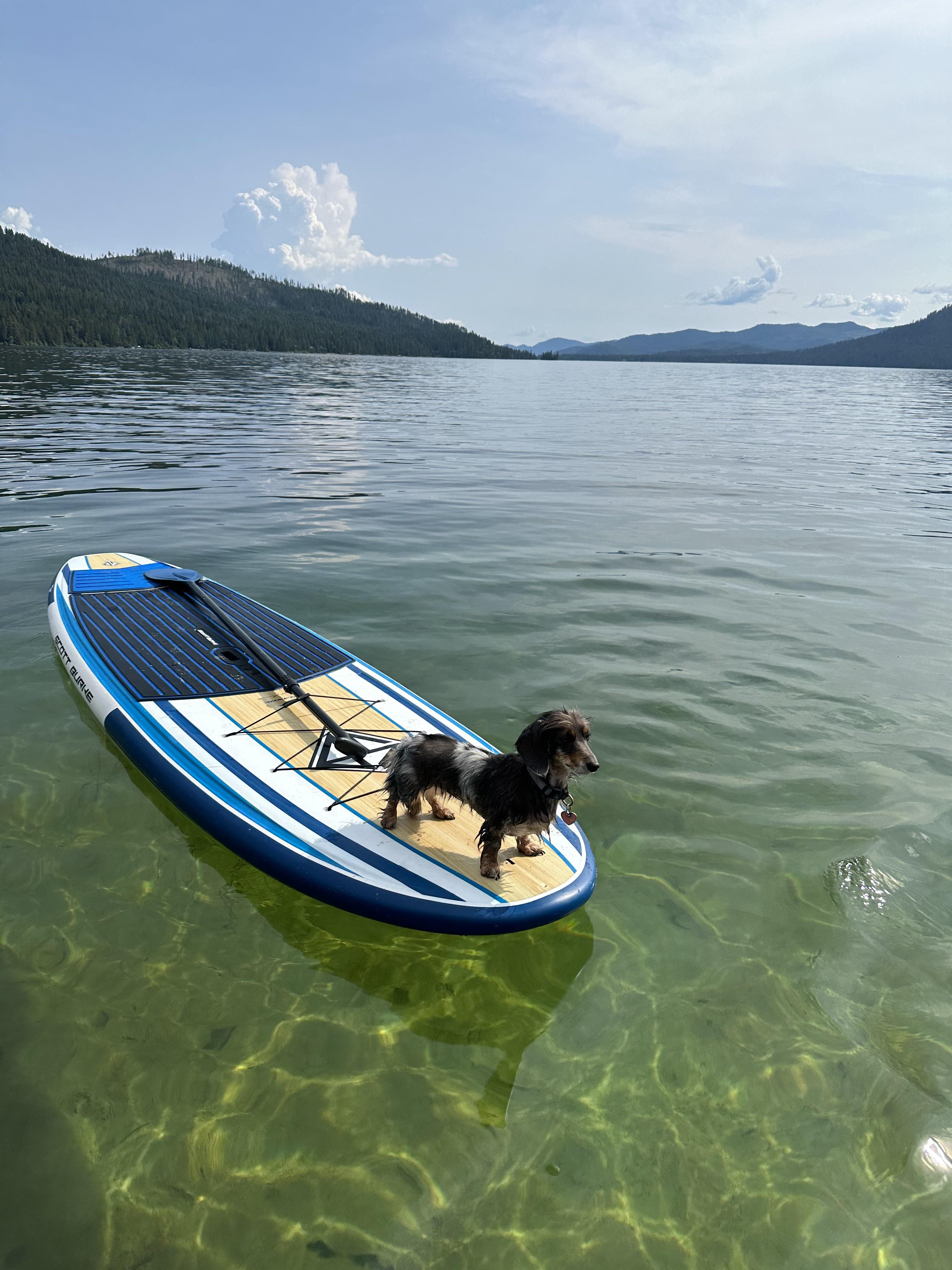 Nature doggo | Scrolller