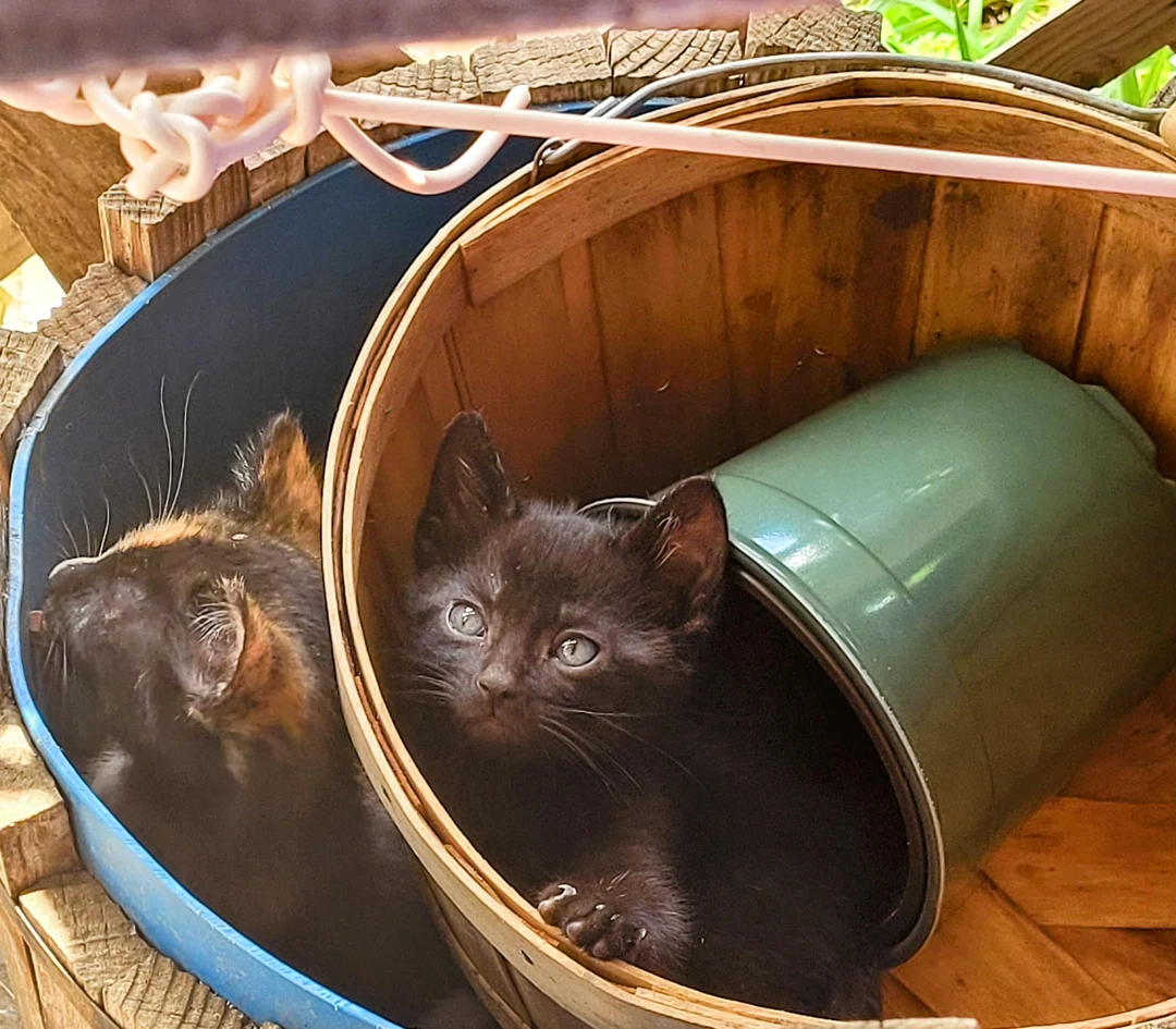 Ultimate kitten traps | Scrolller