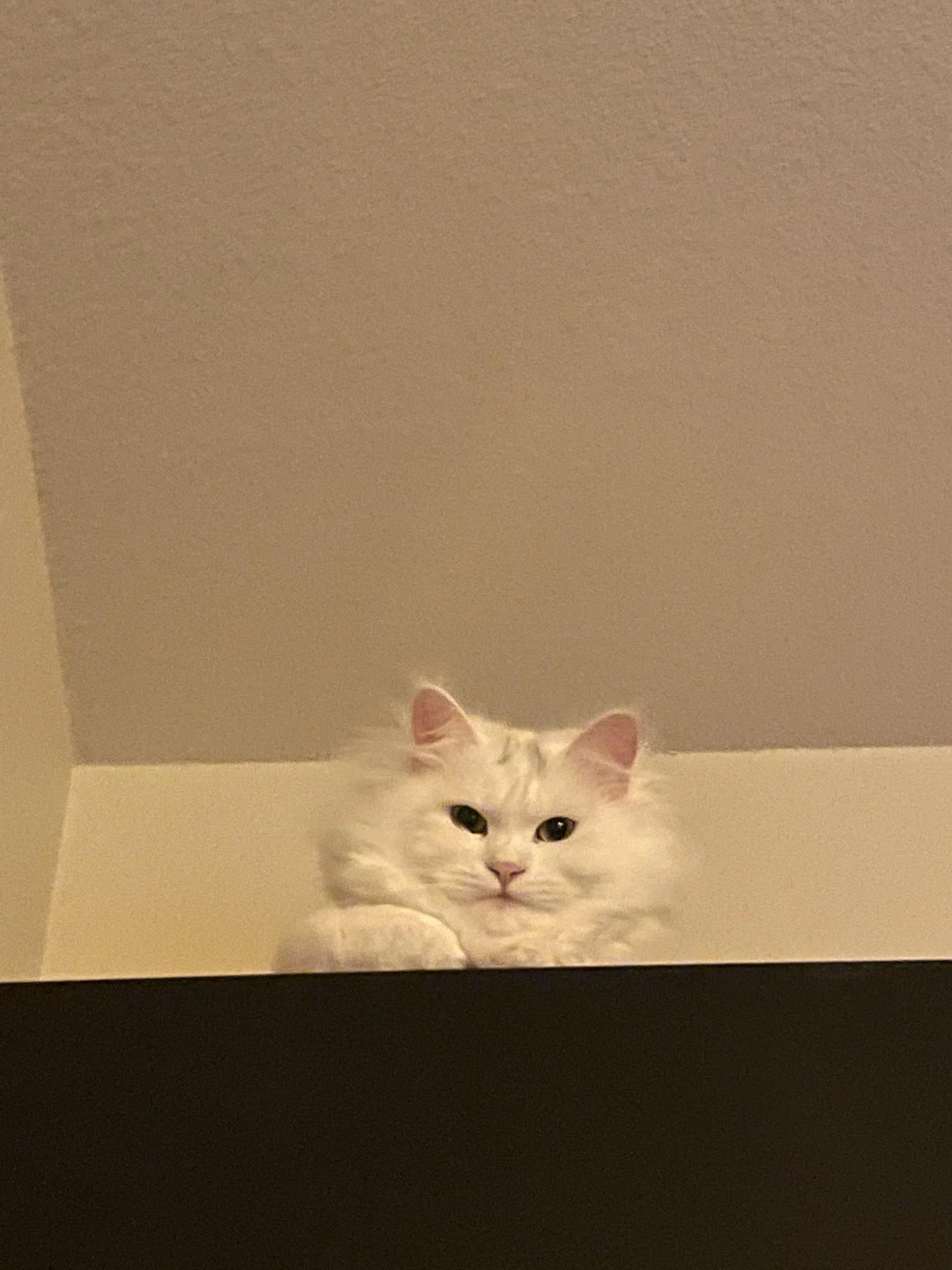 Judging from her perch | Scrolller