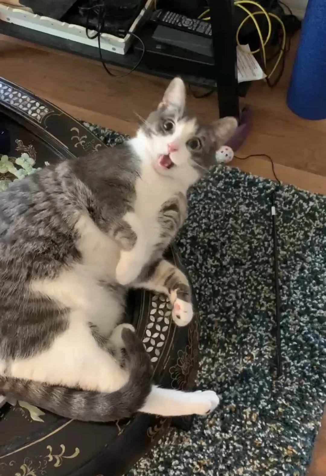 Perpetually shocked. | Scrolller