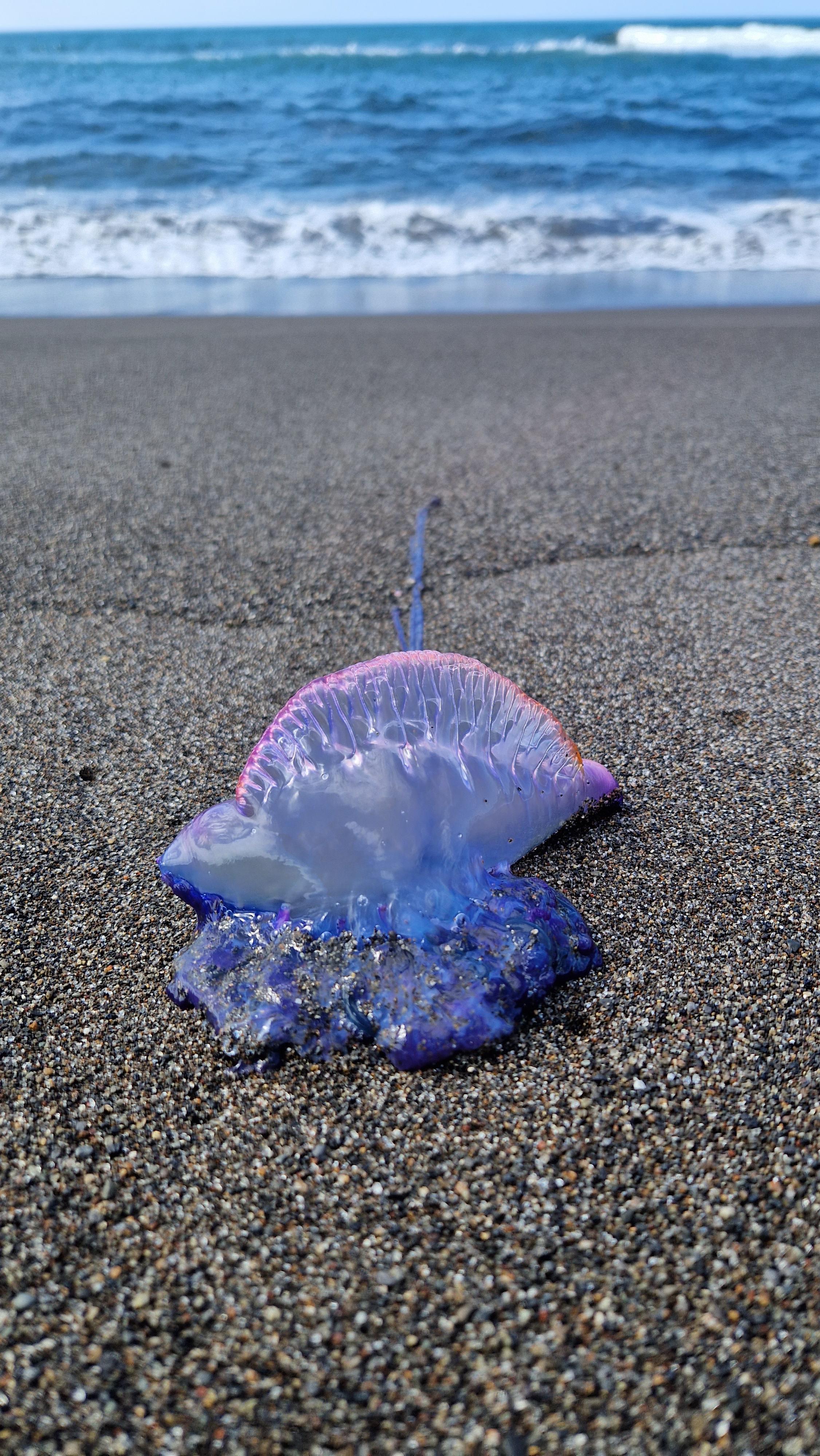 Don't mess with the bisexual man'o'war | Scrolller