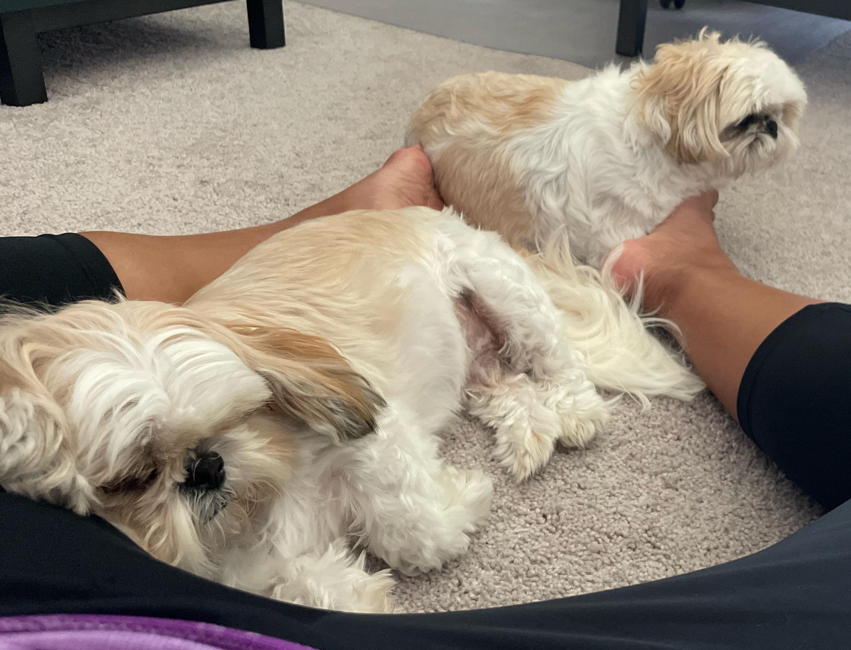 Pack leader lovin | Scrolller