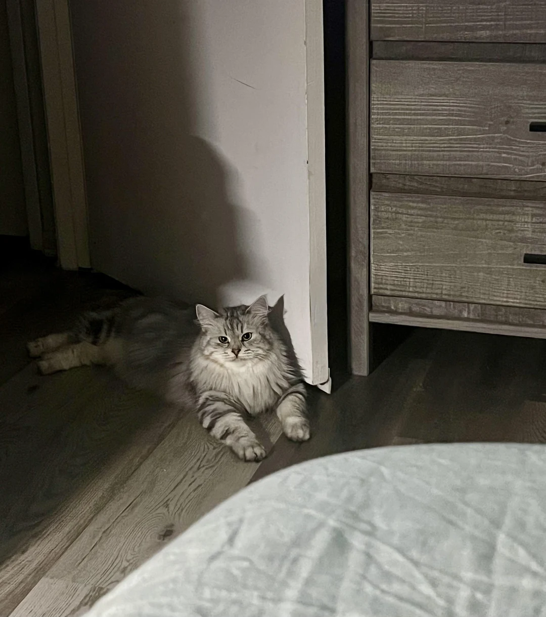 Guard Cat | Scrolller