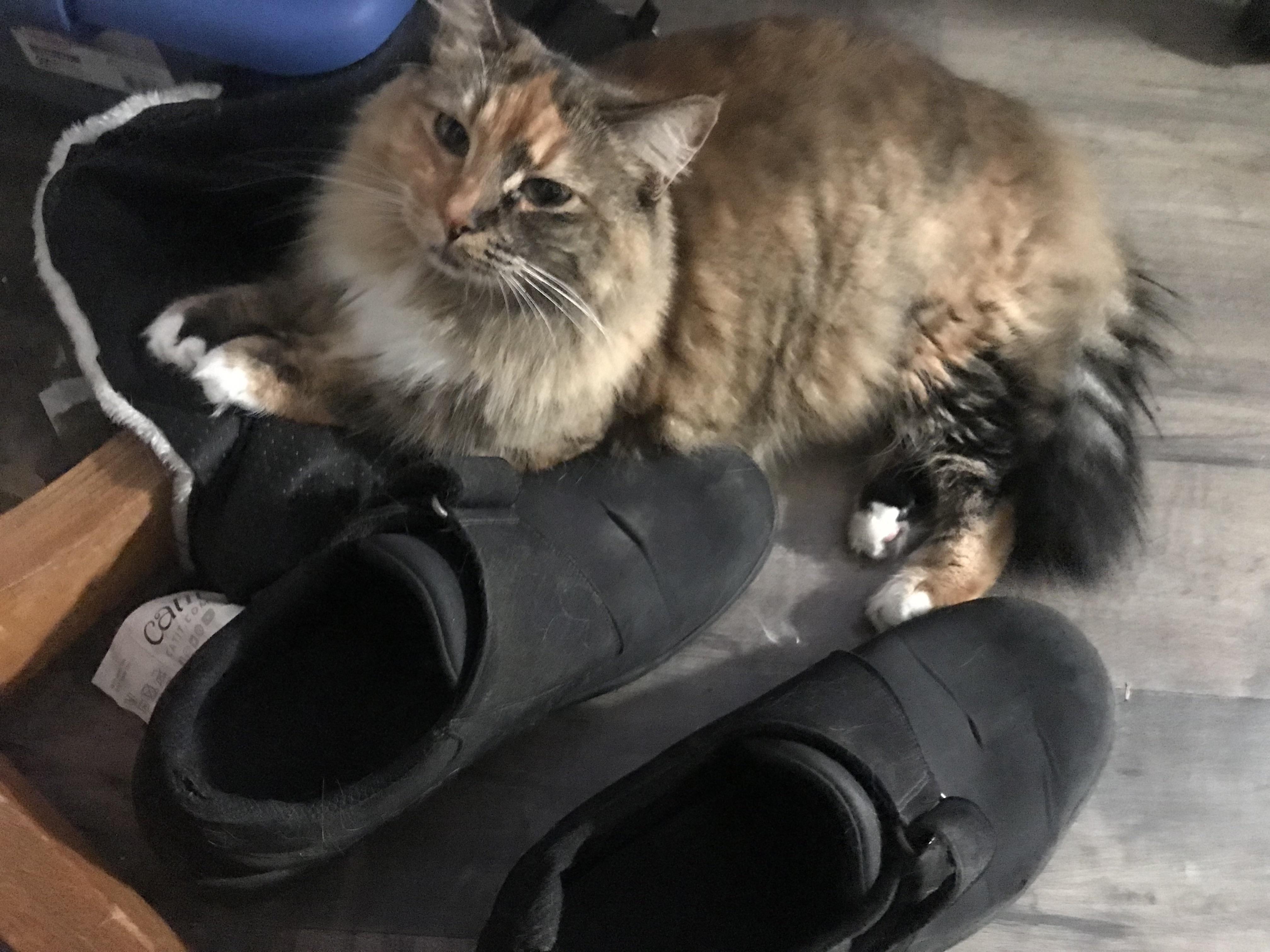 Katara Has A Weird Obsession With My Shoes… Scrolller