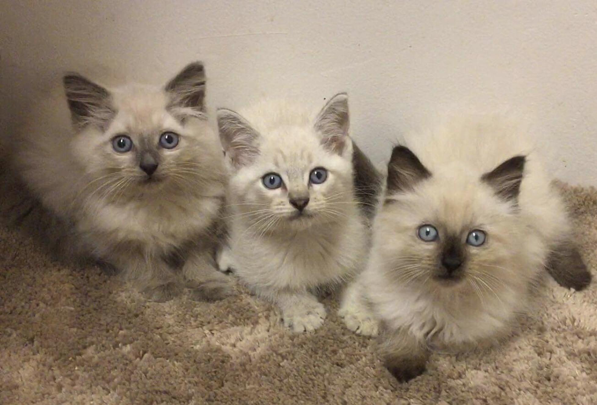 Some beautiful kittens I got to fostered | Scrolller