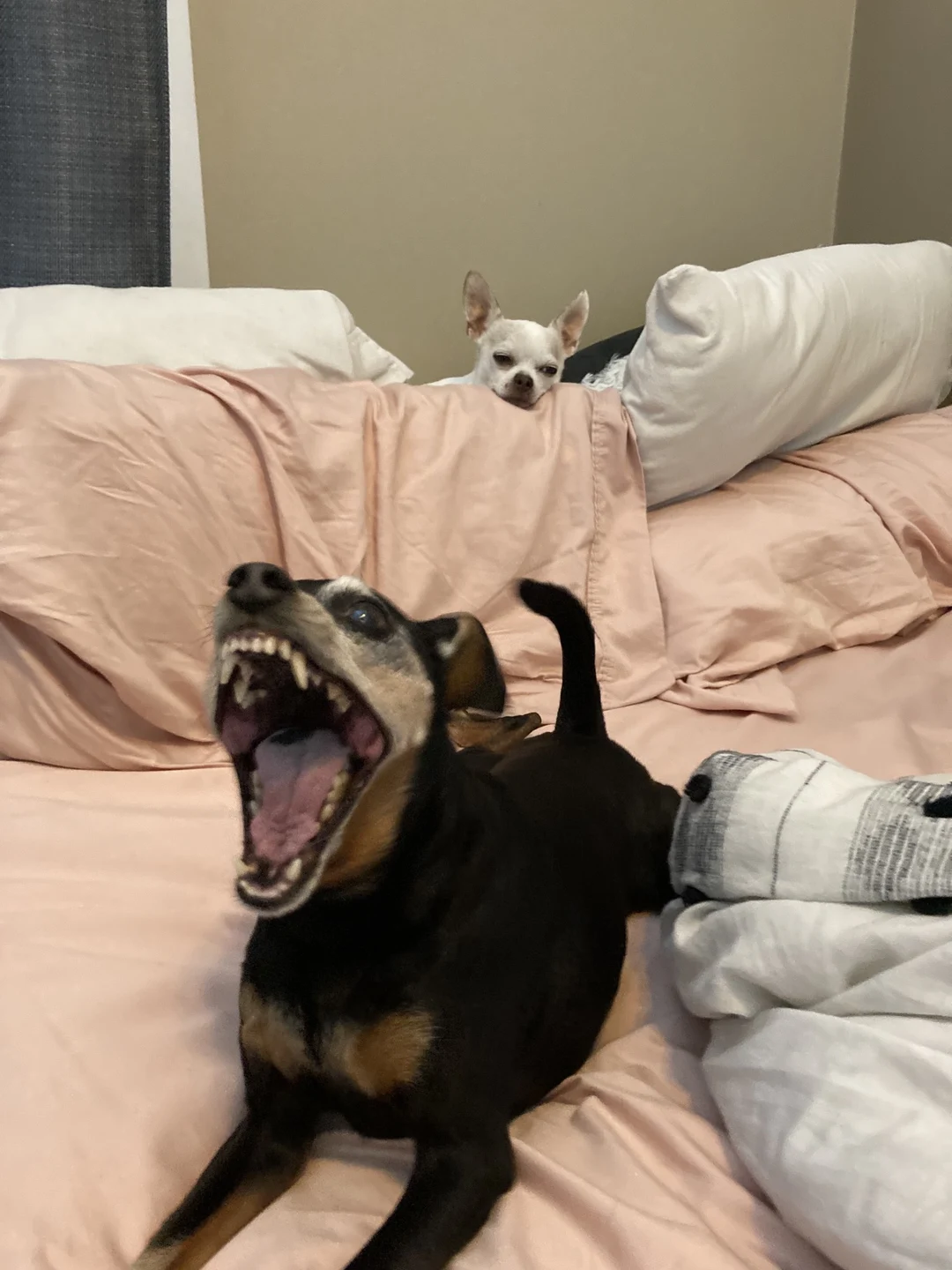 was just trying to take a cute picture of my dogs... | Scrolller