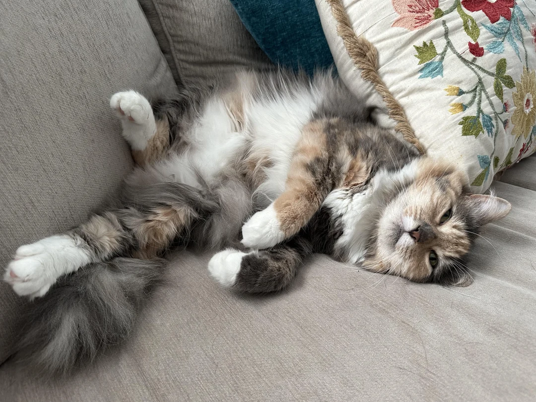 Floof belly. | Scrolller