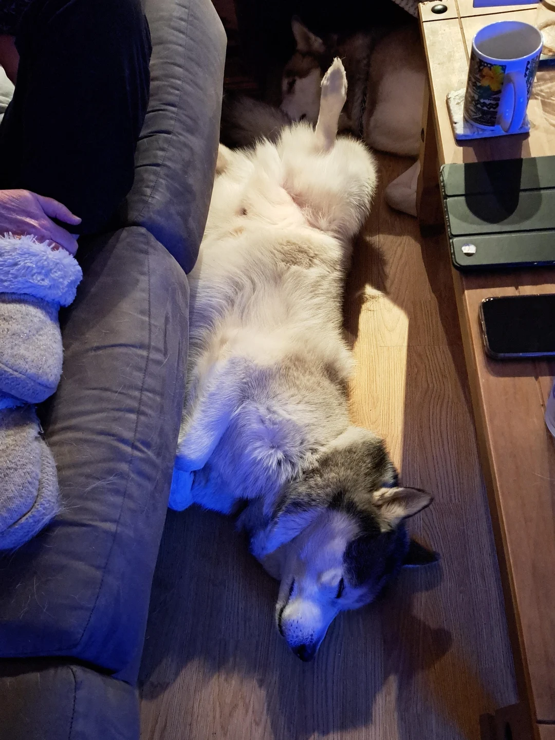 Discover more like WhatsWrongWithYourDog: Twisted! and Related Content | Scrolller