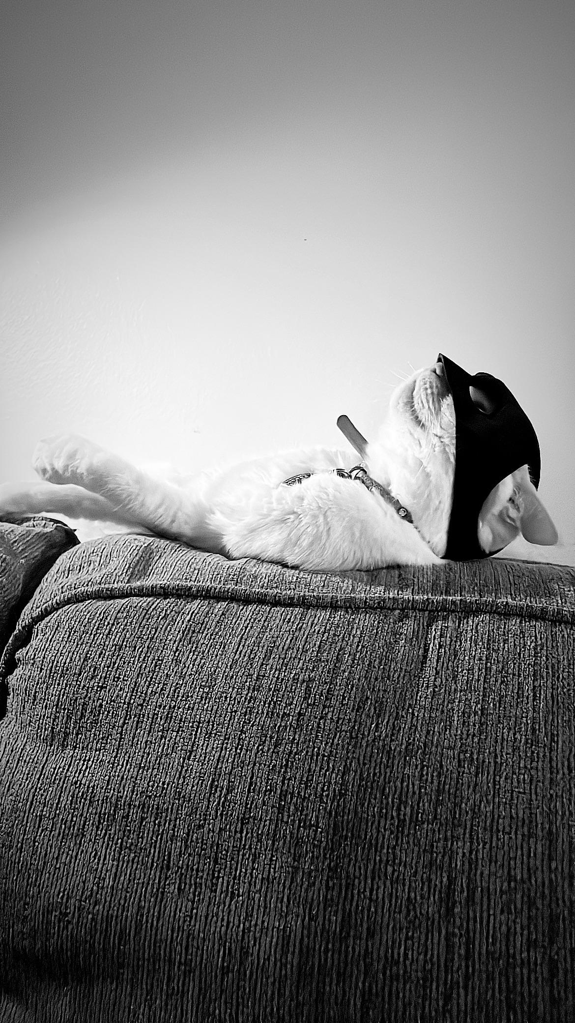 Dutchess aka Batman | Scrolller