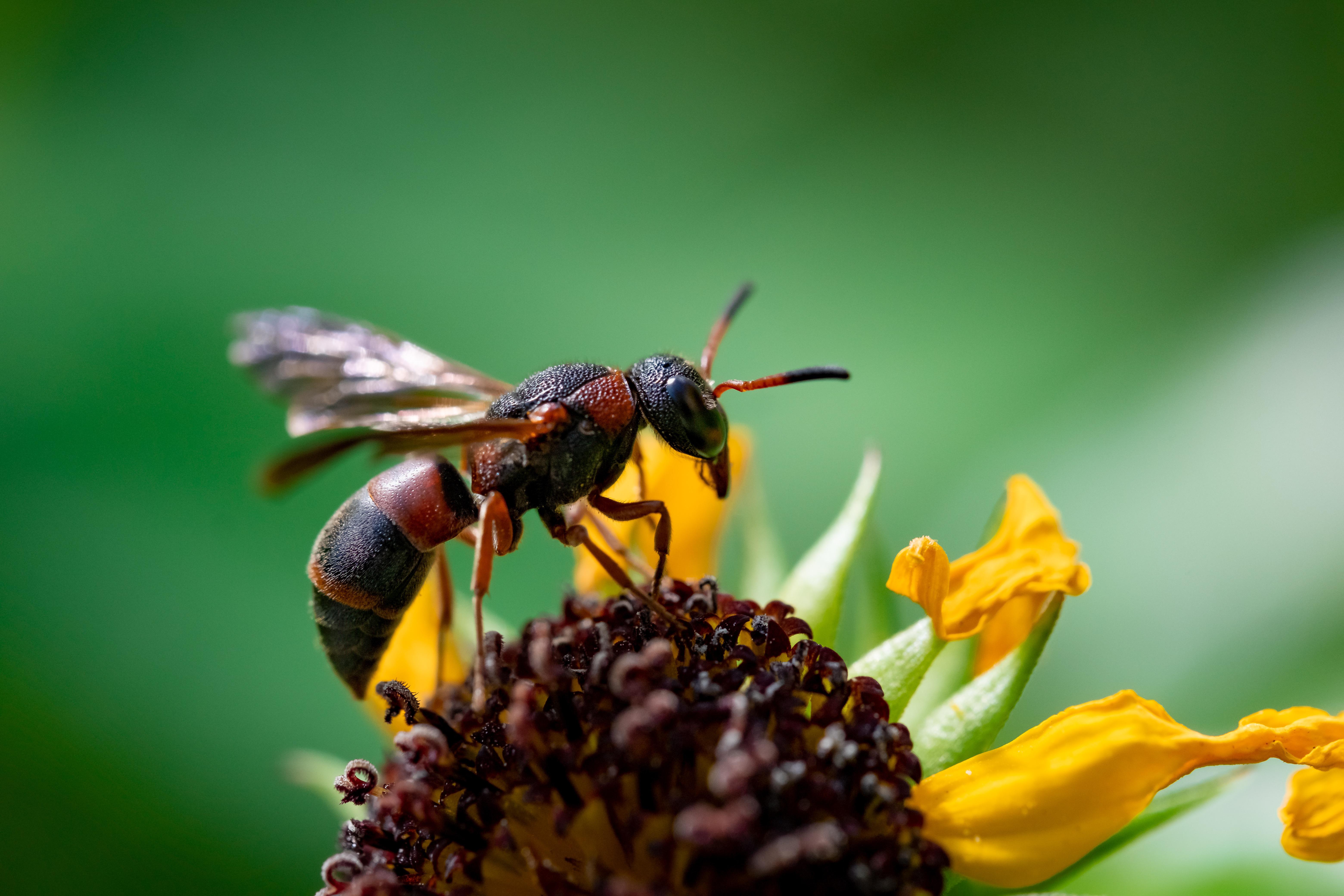 Red and Black Mason Wasp | Scrolller