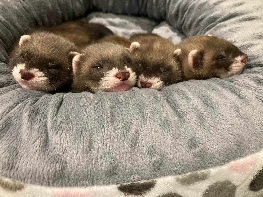 Tuckered out kits | Scrolller