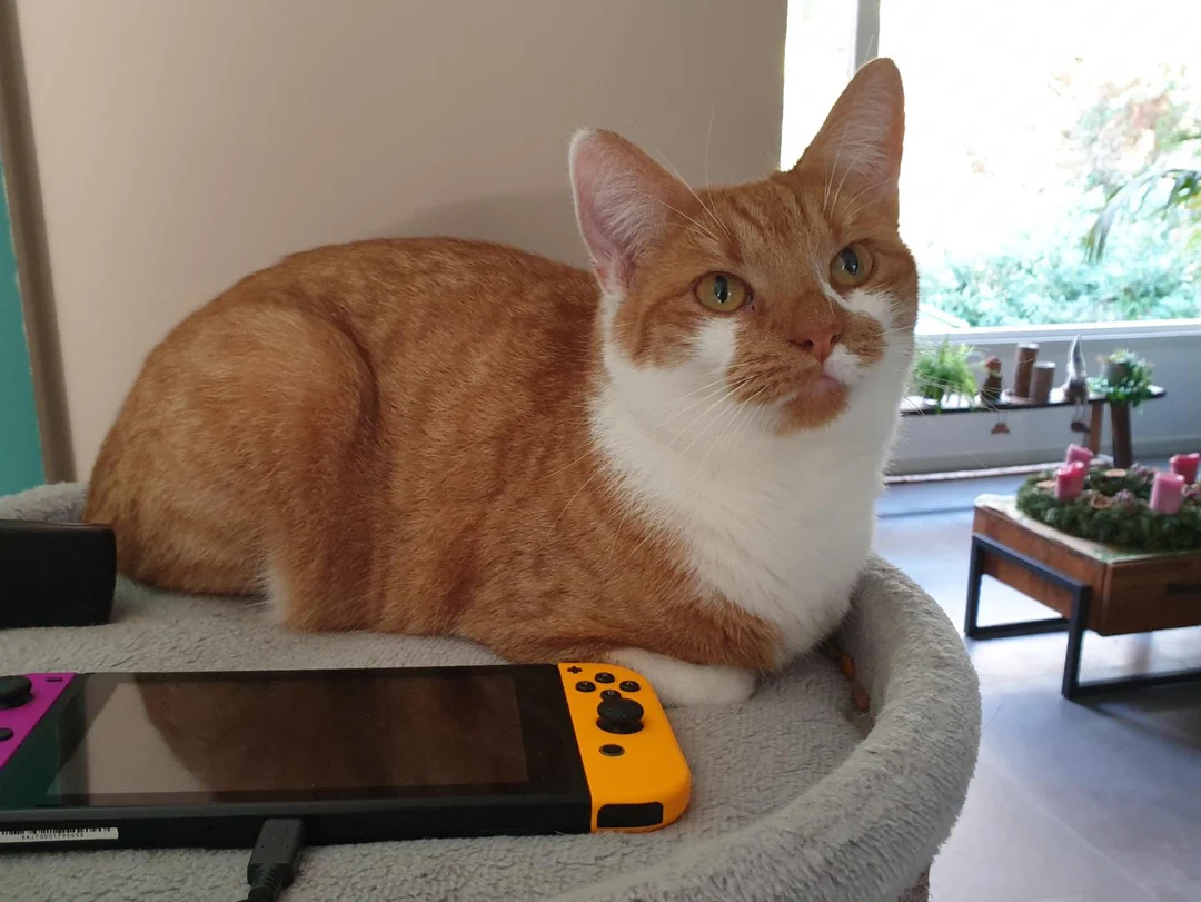Loafing on his tower | Scrolller