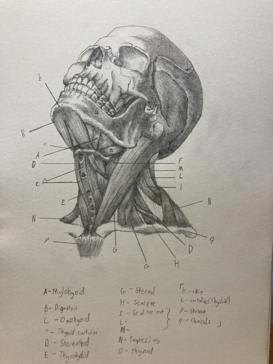 Neck muscles anatomy study, me, pencil, 2022 | Scrolller