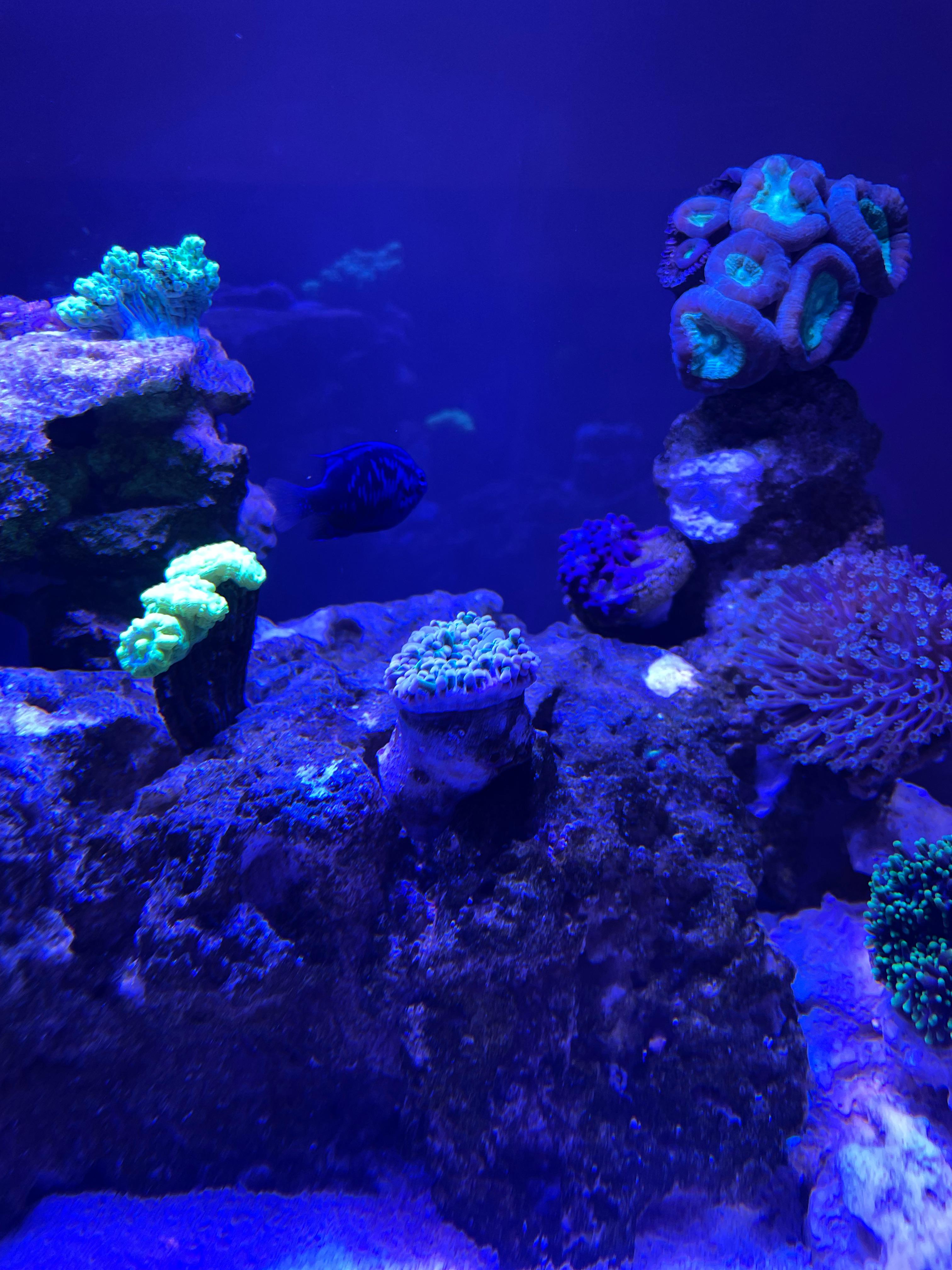 Torch issue | Scrolller