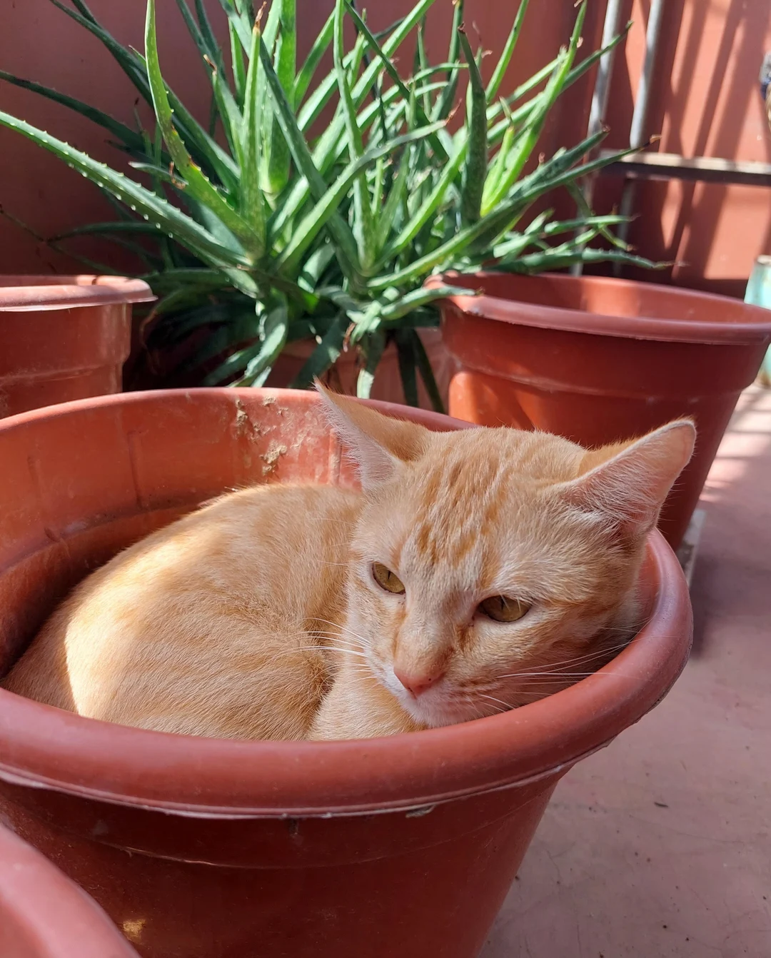 My potted ginger plant | Scrolller