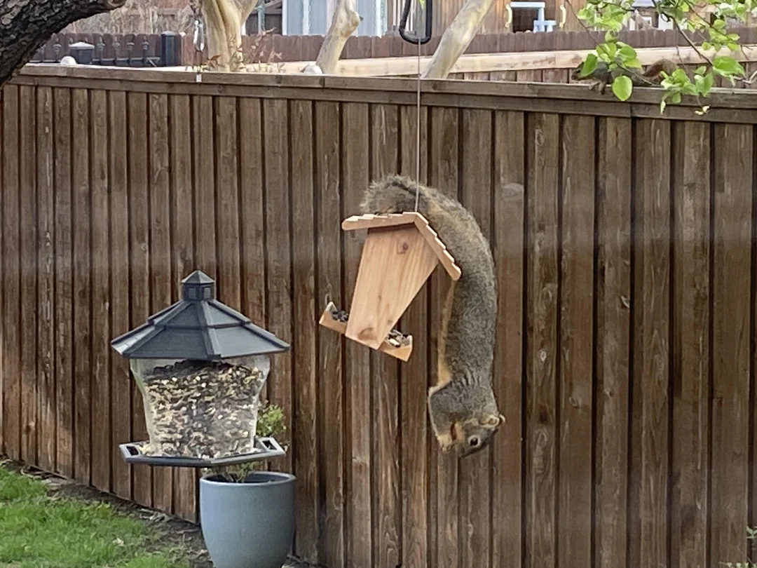 Curse them squirrels | Scrolller