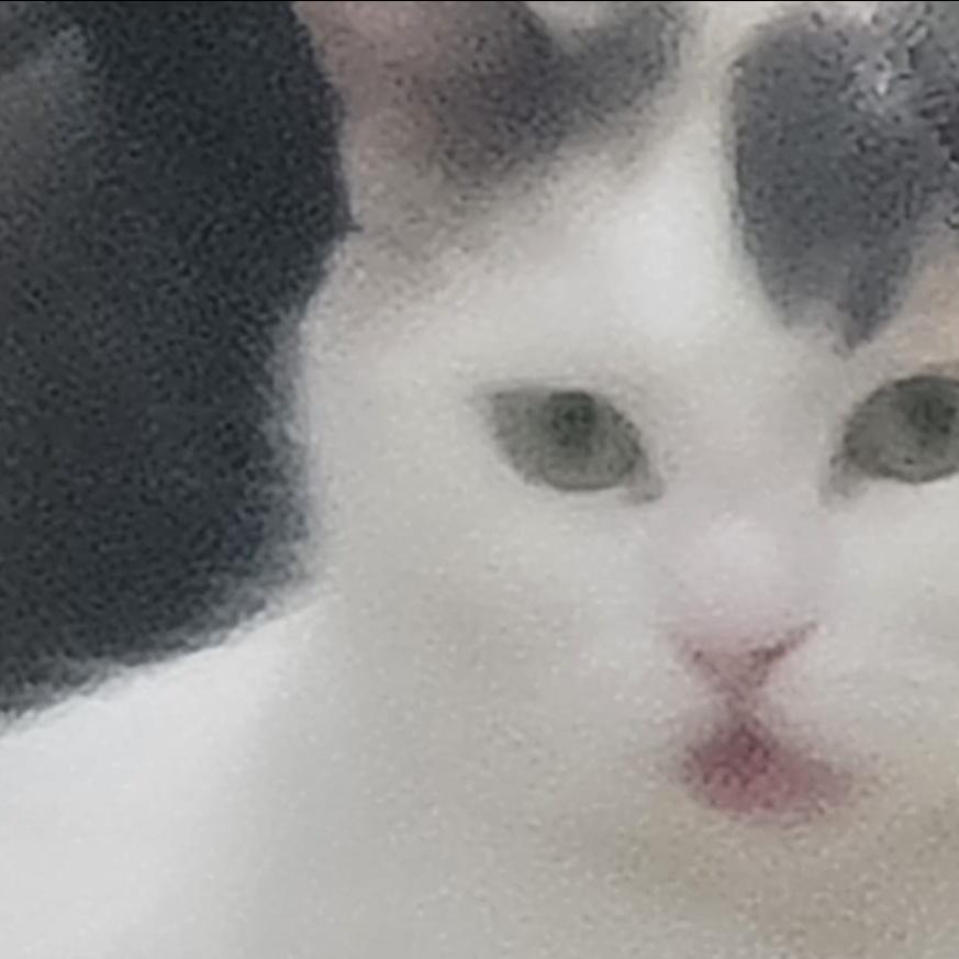 Smol little blep (sorry for bad quality) | Scrolller