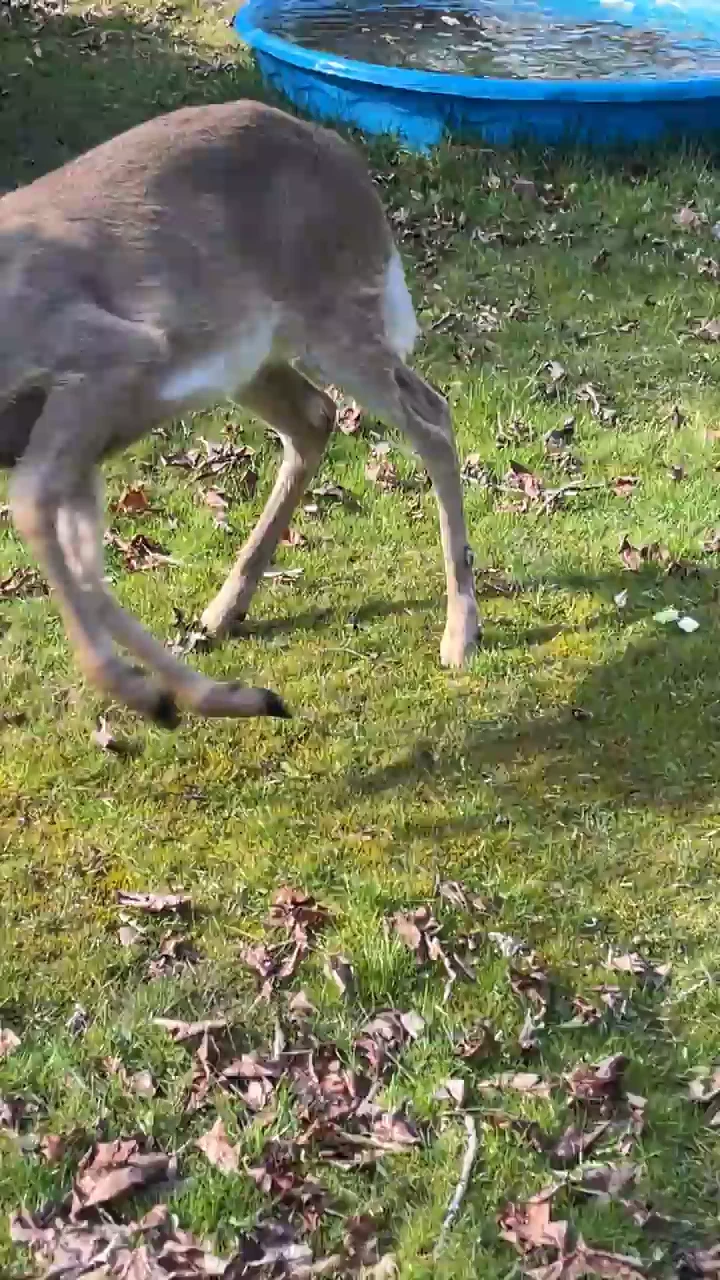 Is this normal behavior for a deer 🤔 | Scrolller