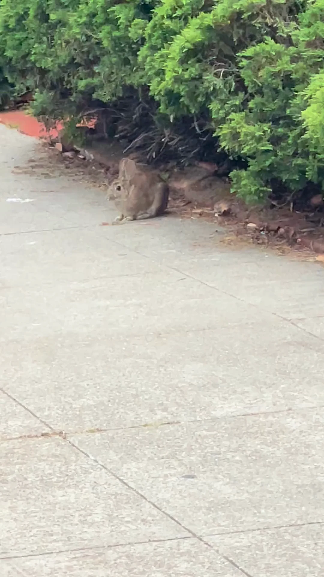 Discover more like Rabbits: Wild or domestic? Cottontail dupe? (Rescue help) and Related Content ...