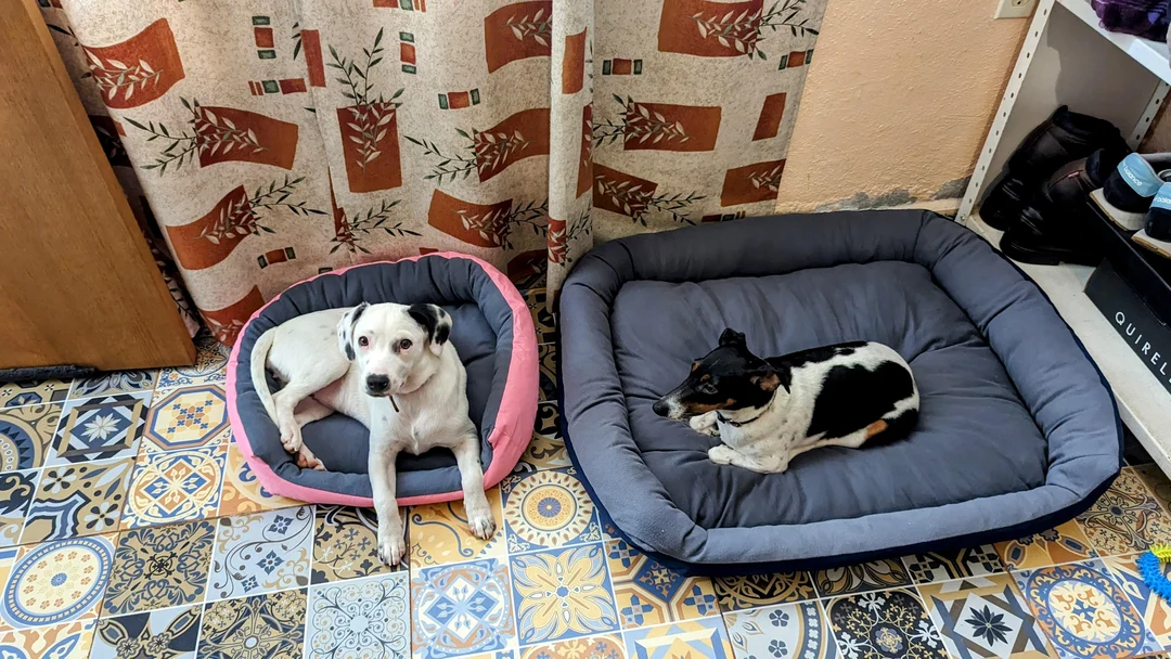 We got them both beds. I don't think this was how it was supposed to work!? | Scrolller