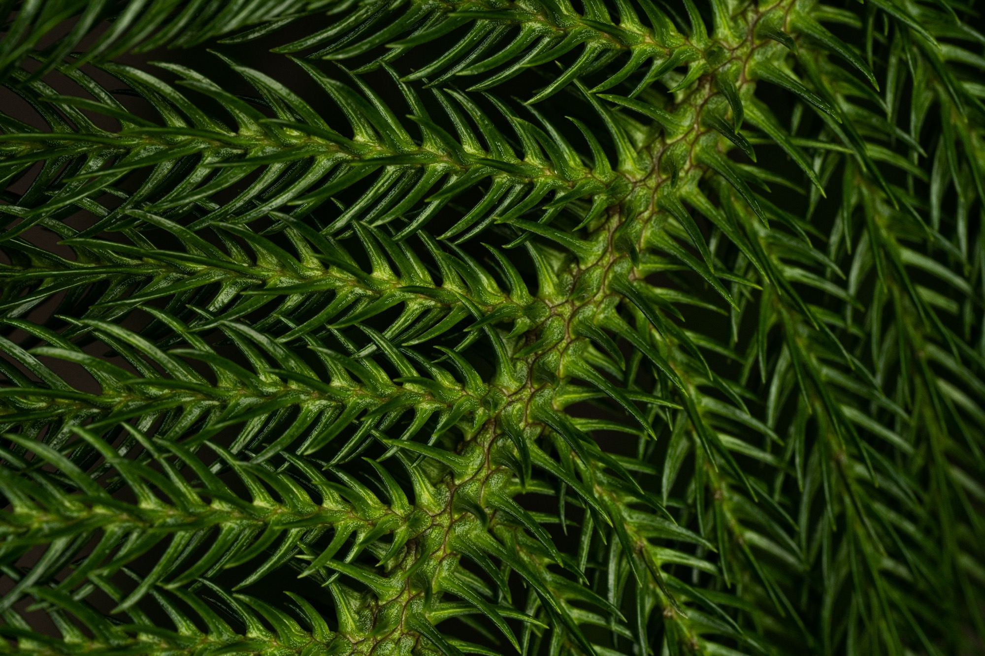 Spiky plant | Scrolller