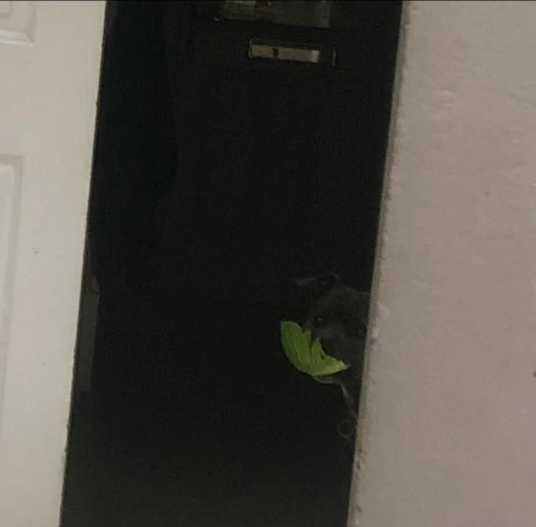 lettuce thief caught 🥬 | Scrolller