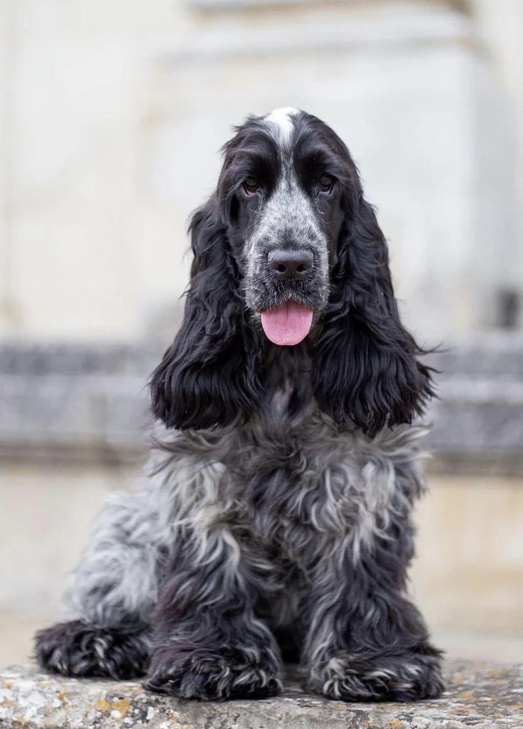 This Cute English Cocker Spaniel 🐶 | Scrolller