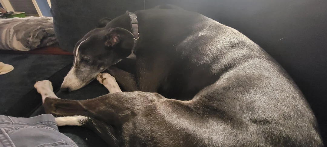 Greyhound ball | Scrolller