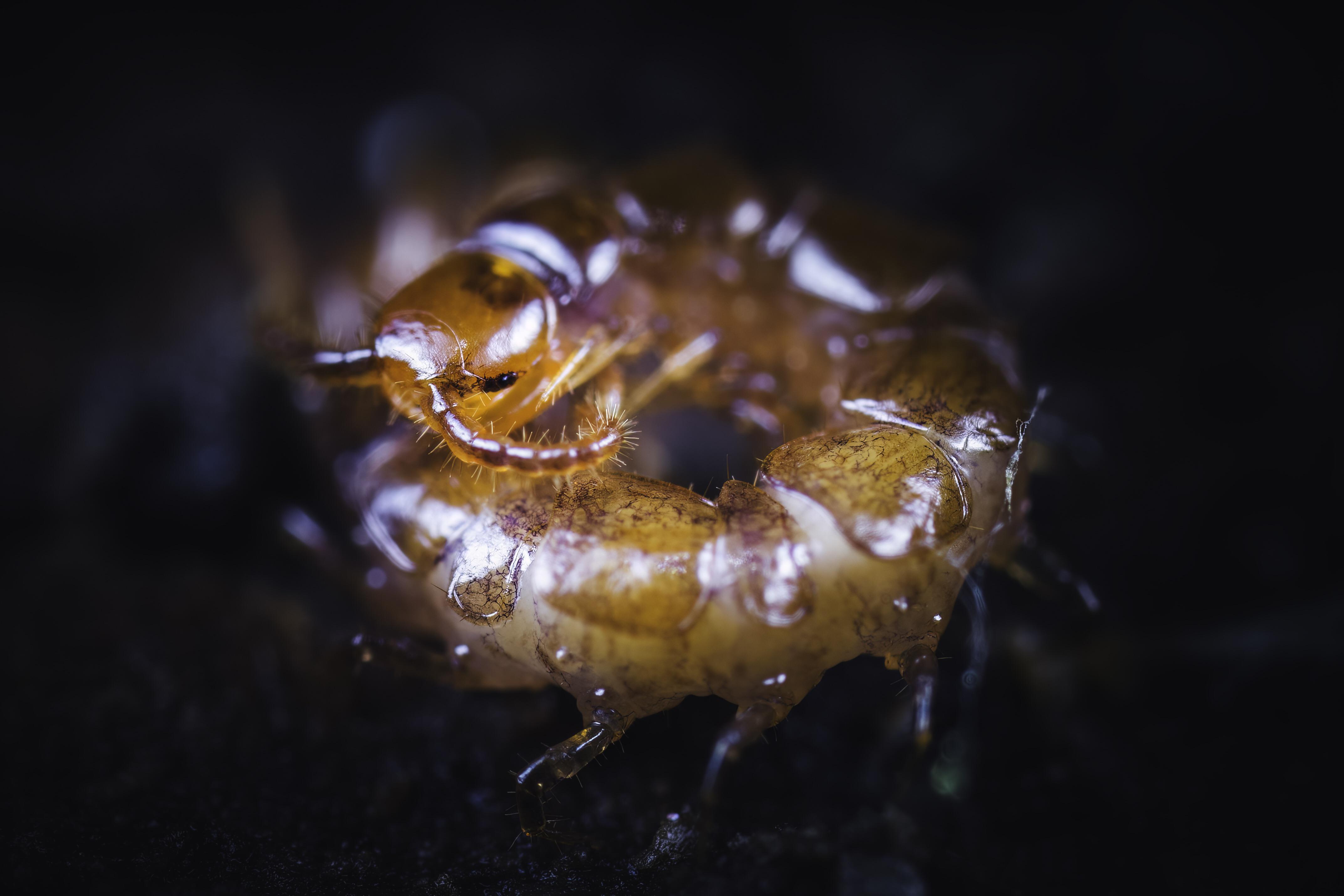 Baby centipede | Scrolller