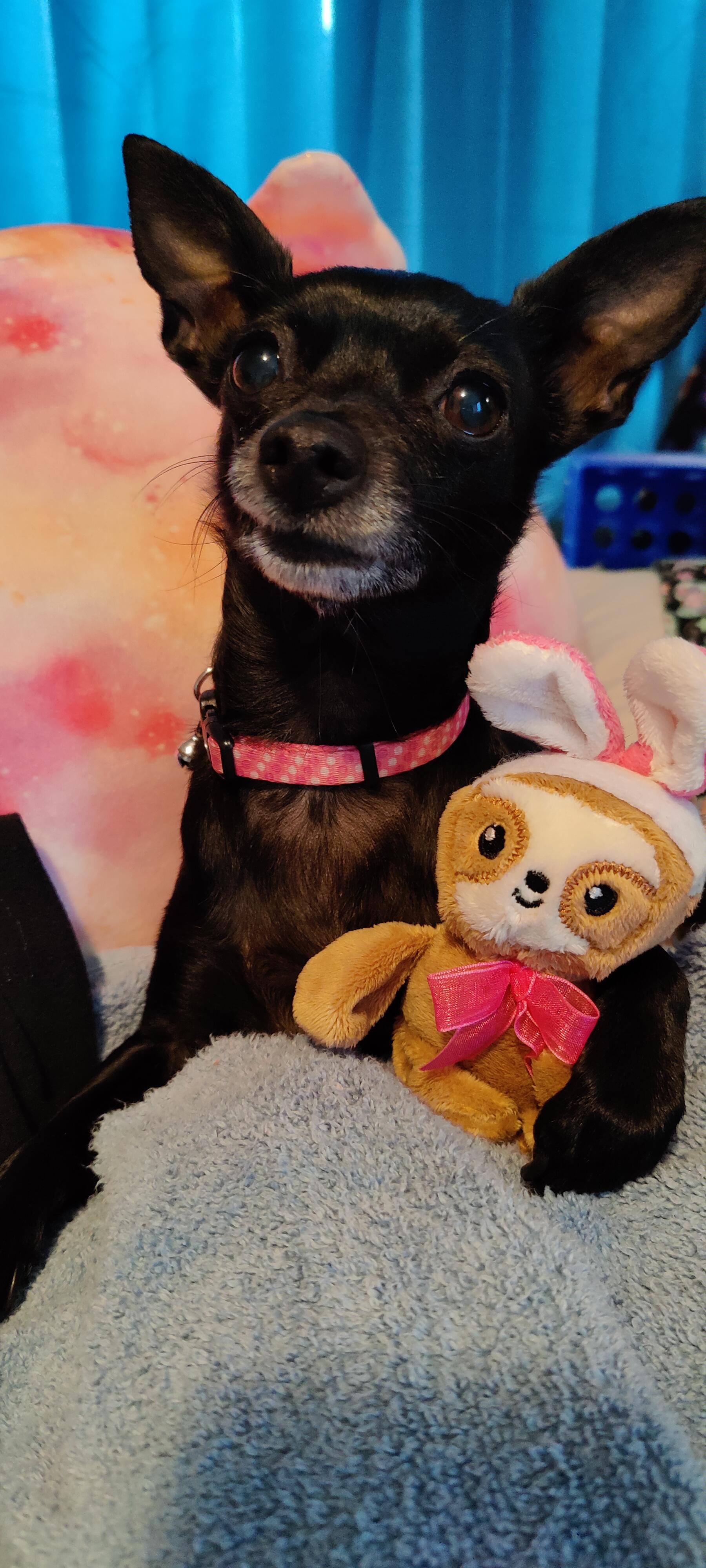 [OC] A dog and her sloth | Scrolller