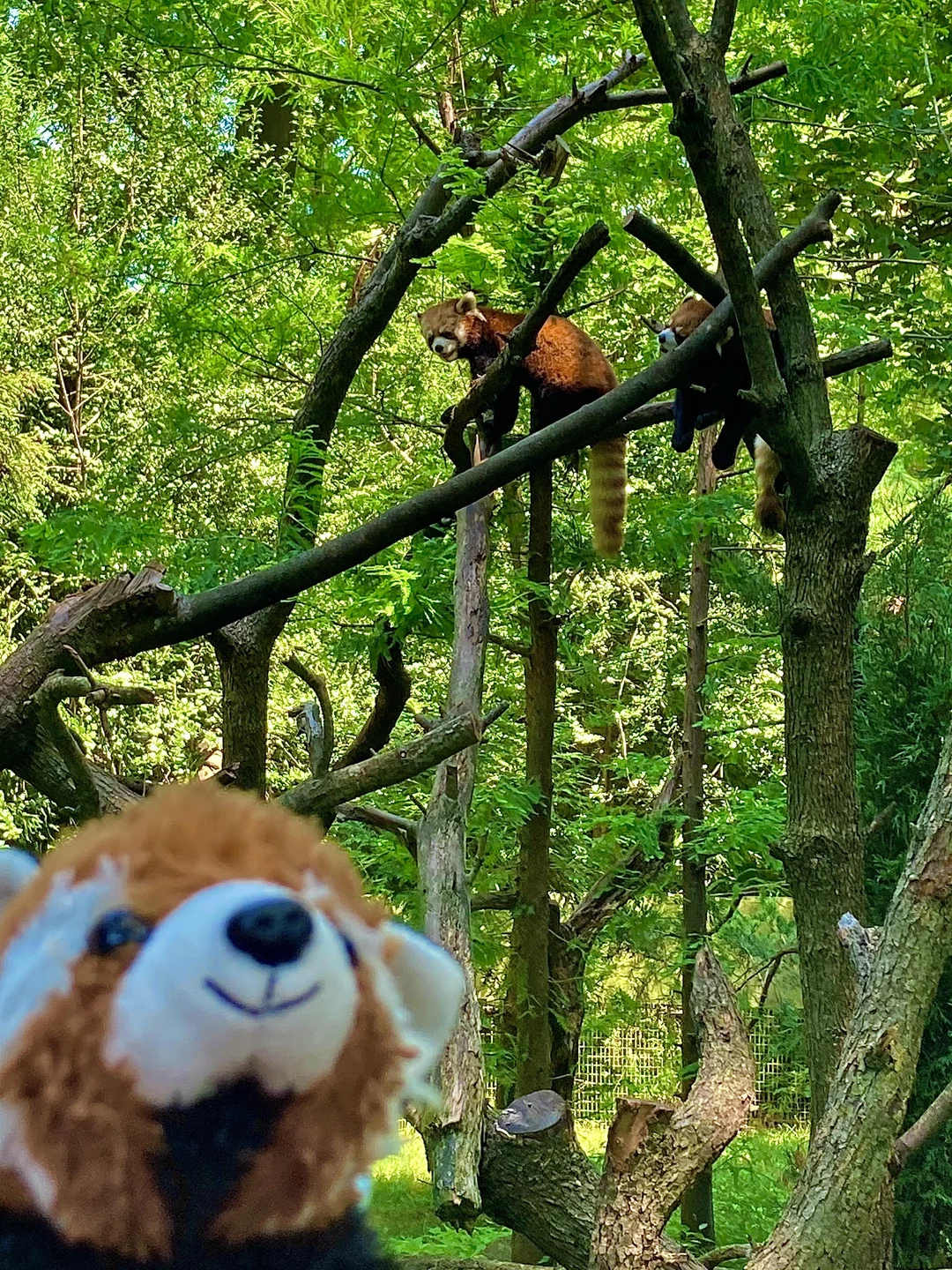 Red pandas!!! | Scrolller